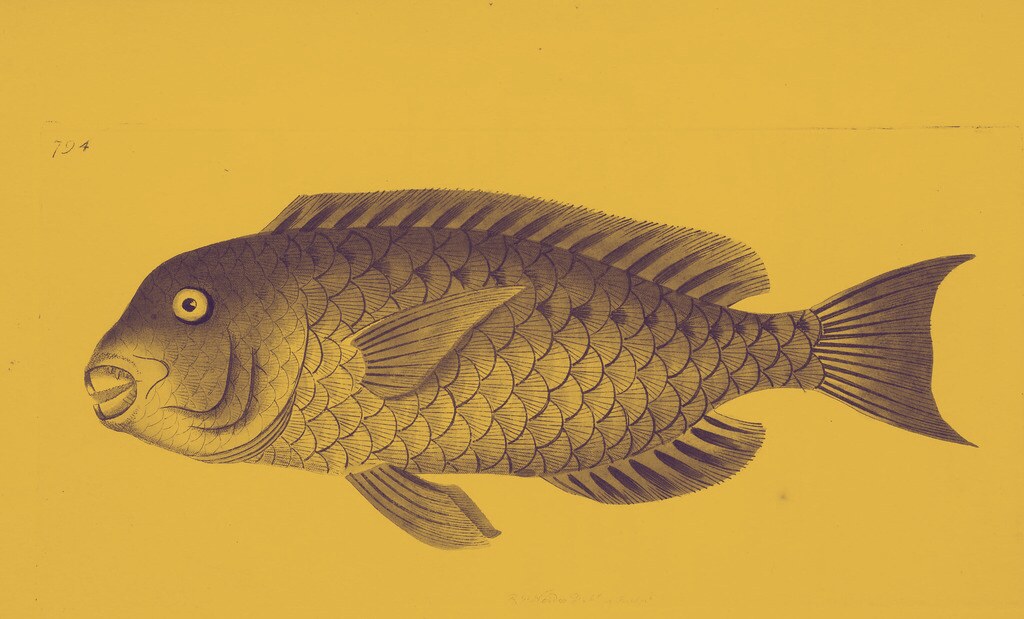 Commander Zavala — The Vex Offensive — Interaction — Fishtar Collective ...