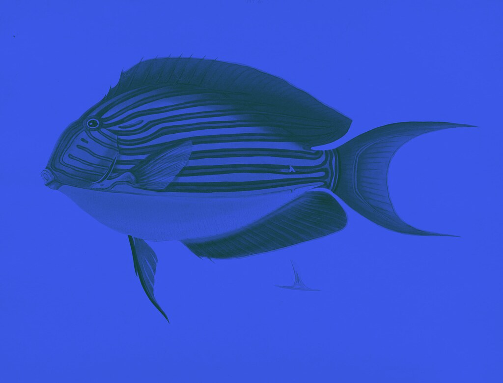 Cuirass of the Falling Star — Item — Fishtar Collective — Destiny Lore ...