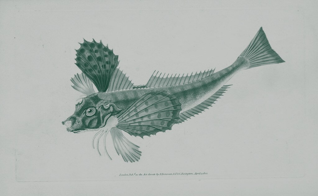 Cloak of the Taken King — Lore Entry — Fishtar Collective — Destiny ...